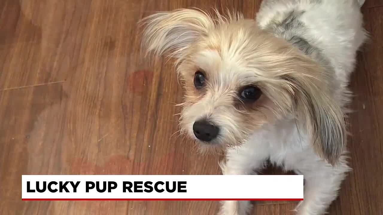 Four Legged Friends: Lucky Pup Rescue - YouTube