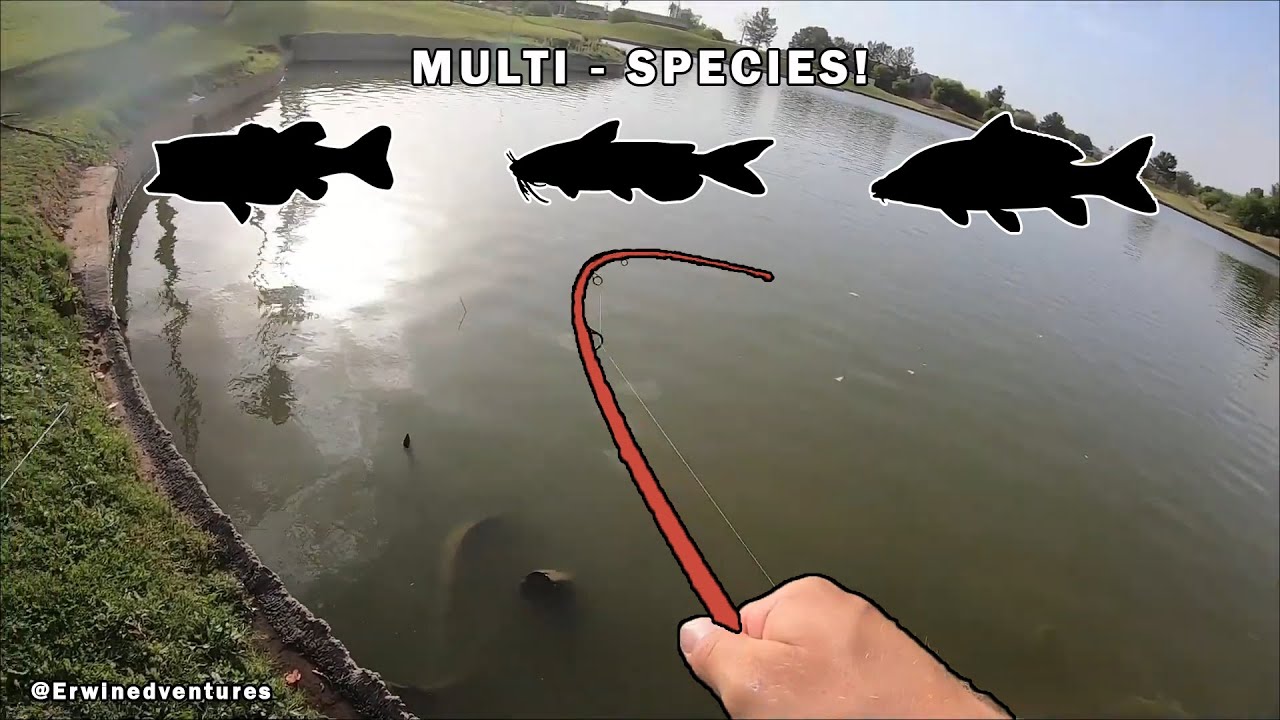 Three different ways to catch fish in Arizona's community ponds ...