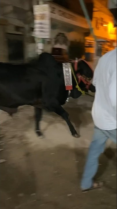 Night walk ️ #cow #cattlefarm #northernbypassmandi #cowwalk #beautiful #blackjack #like #top # ...