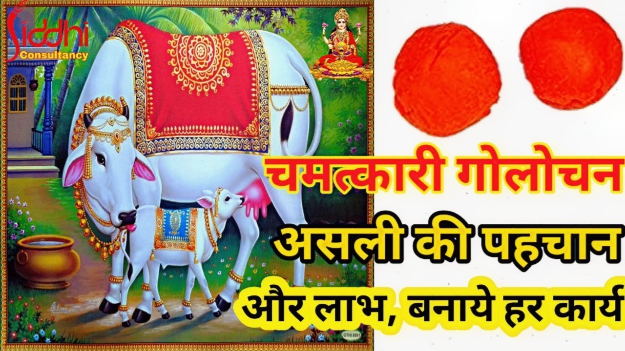 गोरोचन अति चमत्कारी वस्तु जो बनाये हर कार्य Original Gorochan ...