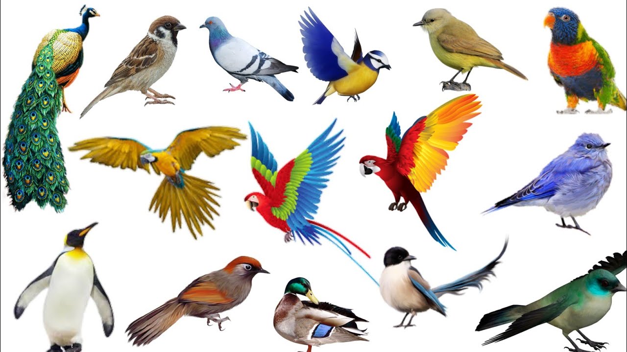 Birds Introducing Video | Birds Sounds | Funny Videos | Introduction of ...