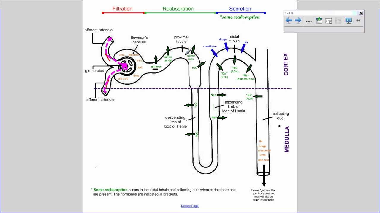 Three Processes in Nephron - YouTube