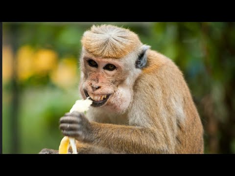 Cute penguins and monkey 🐒🐒 - YouTube