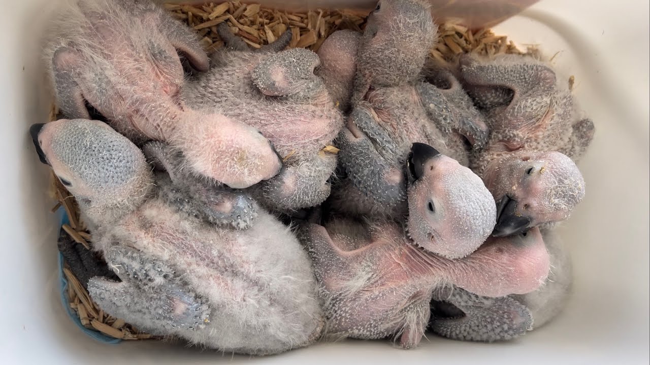 African grey babies 18 to 40 days old - YouTube