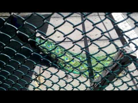 Peacocks show (Tavus kuşu resmen show yapıyor) tavus kusu gösterisi