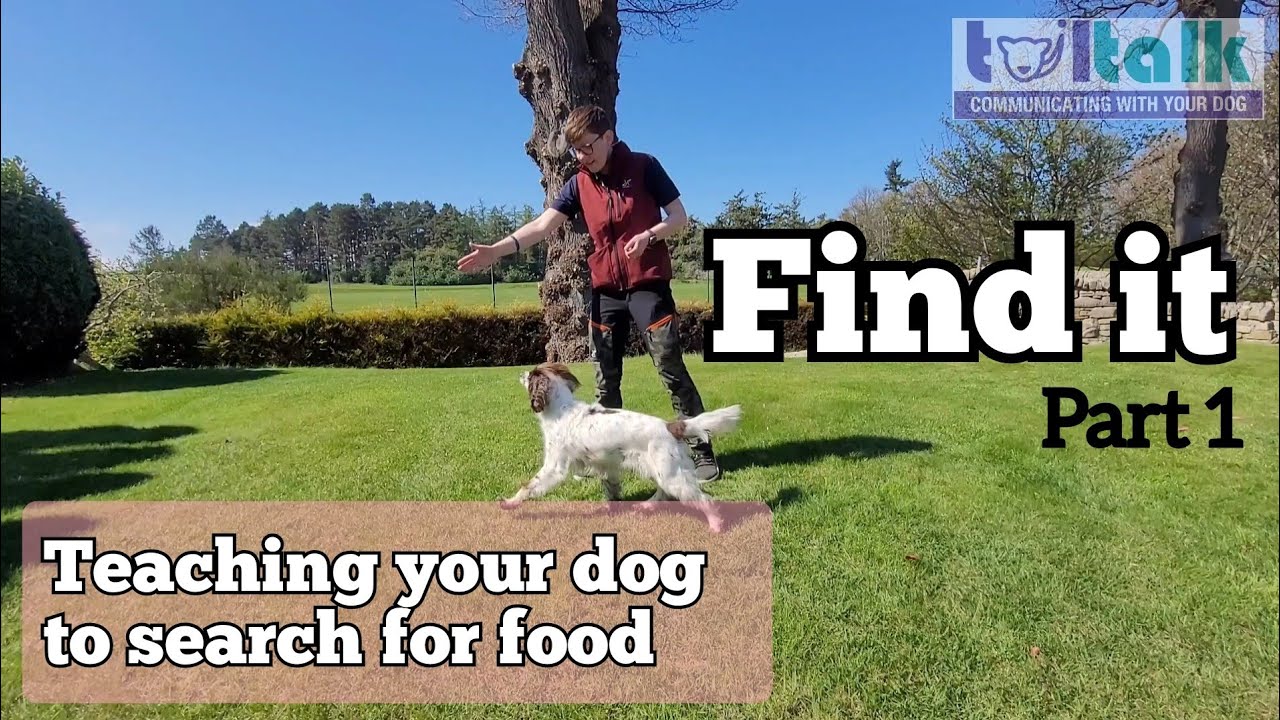 The "Find it" game - Dog Training - YouTube
