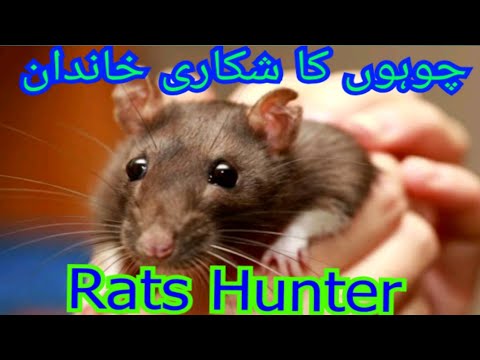 Rats Hunter - YouTube