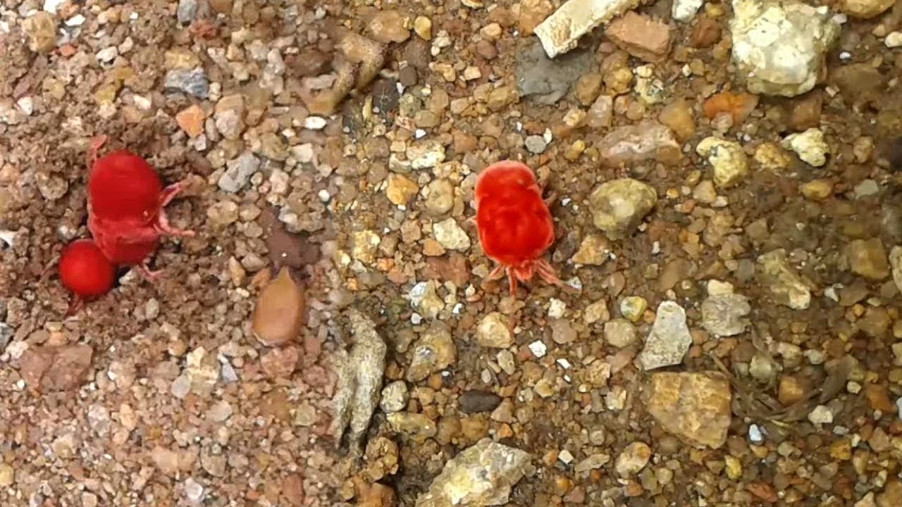 Red Velvet Mites || Rain Bugs || Trombidiidae || Birba Boti || Velvet ...
