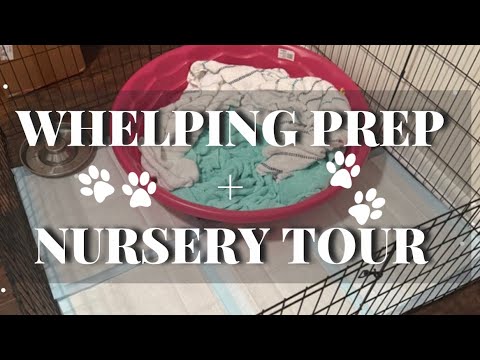 Preparing for Whelping | Puppy Nursery Setup & Essentials - YouTube