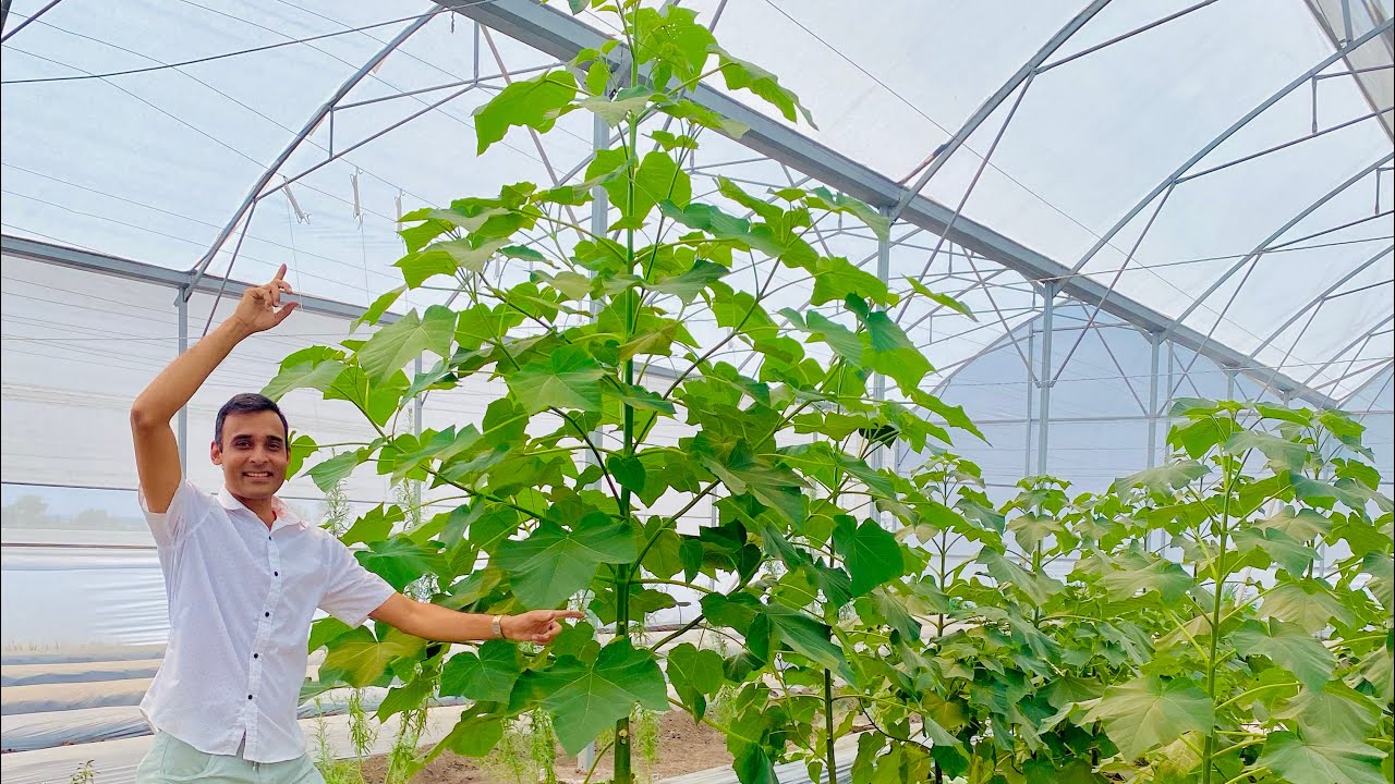 Arbol del Kiri (Paulownia) - YouTube