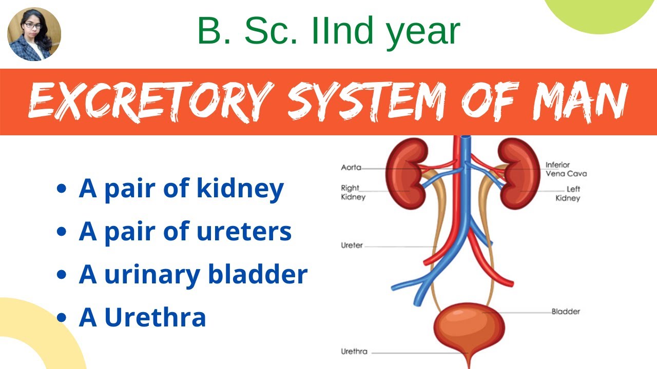 Excretory system of man || B. Sc. 2nd year || Zoology - YouTube
