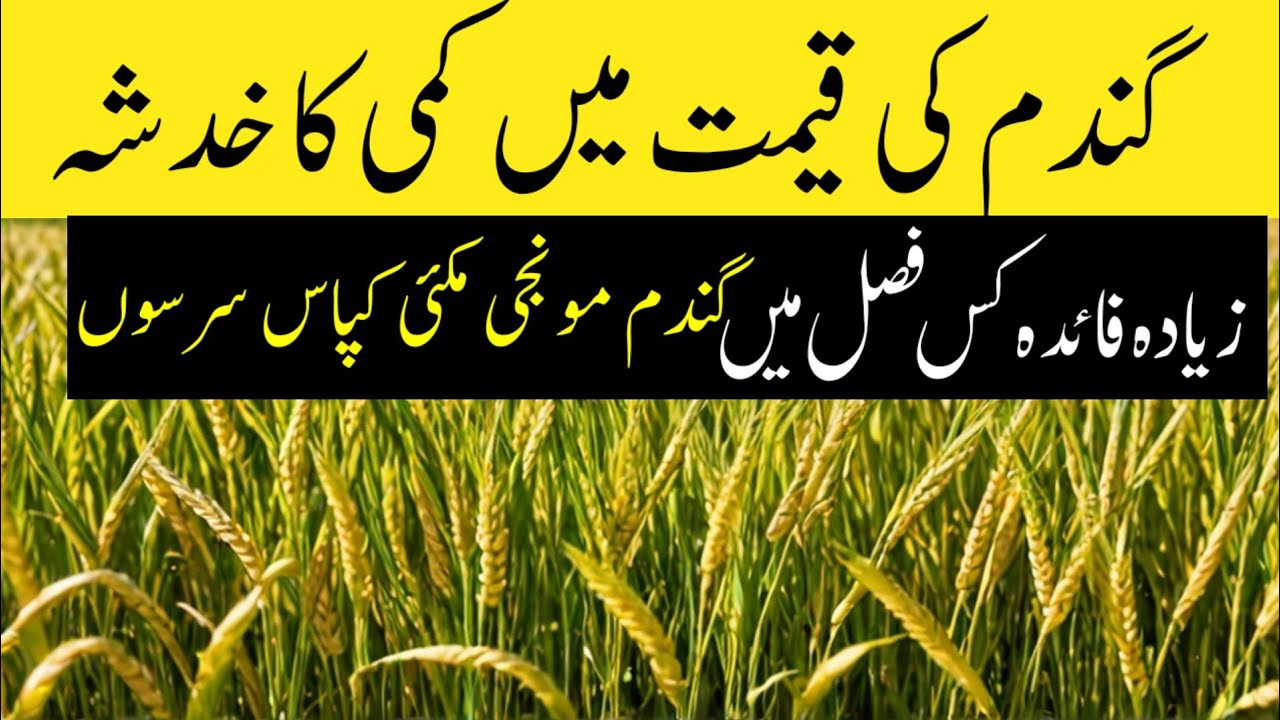 food crops other than grains - YouTube