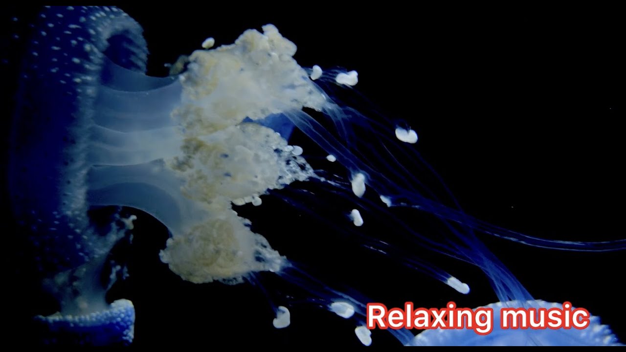 Jellyfish relaxing music , Aquarium relaxing music , meditation ,deep ...