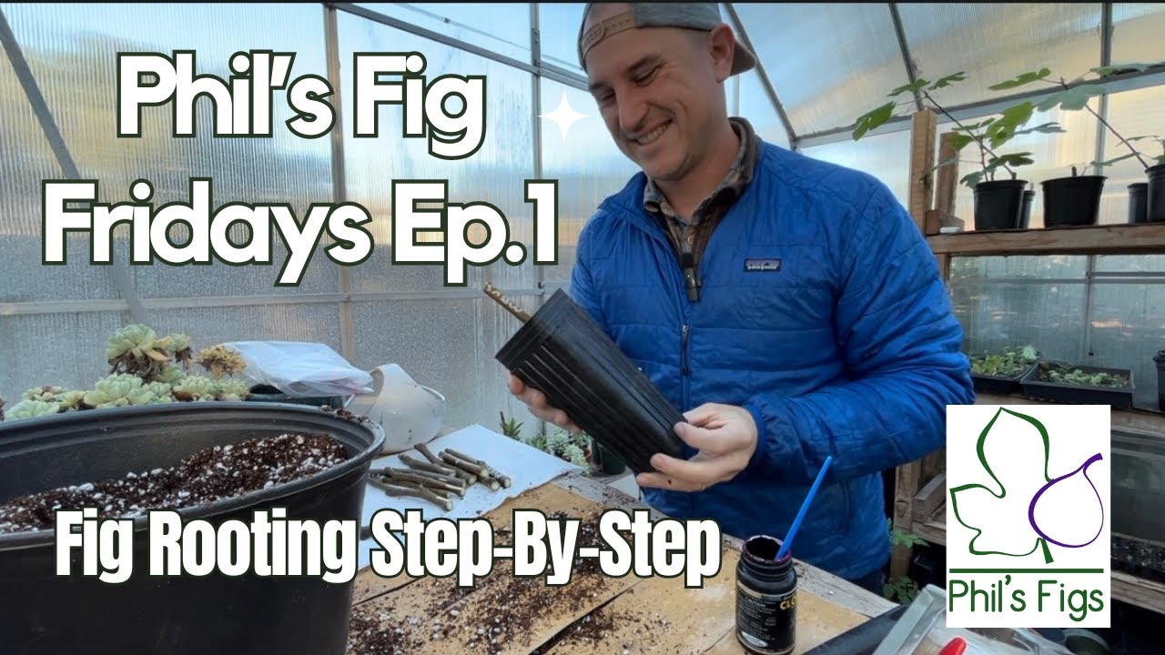 How To Root A Fig Cutting. Growing Fig Trees. Phil's Fig Fridays Ep.1 ...