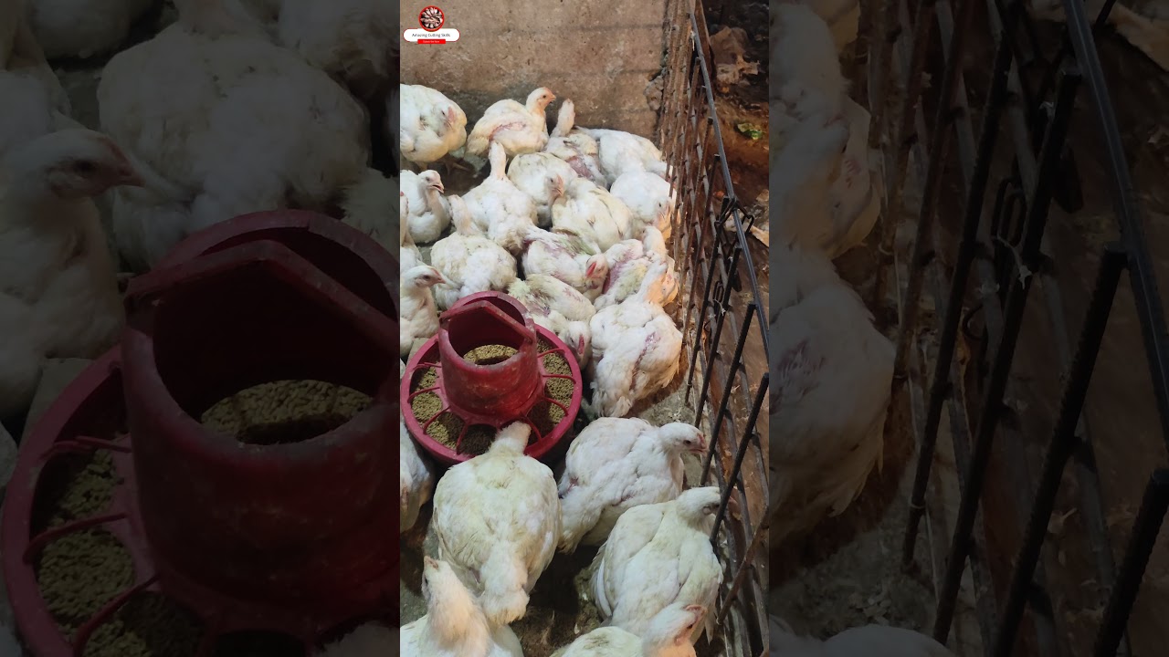 Amazing Chicken Boiler Farm || Farmer Murgi Sales Market #shorts #viral ...