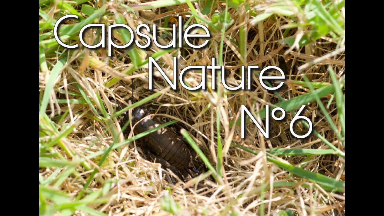 CAPSULE NATURE N°6 - YouTube
