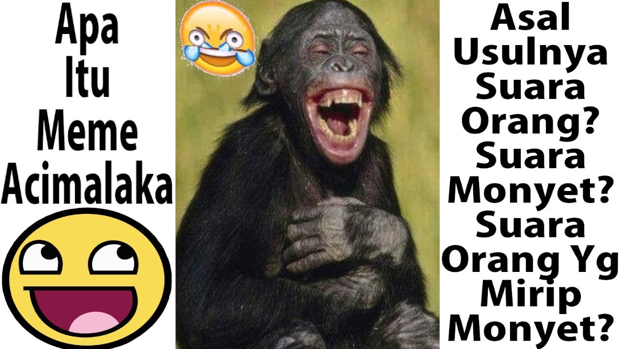 Apa Itu Meme Acimalaka - YouTube