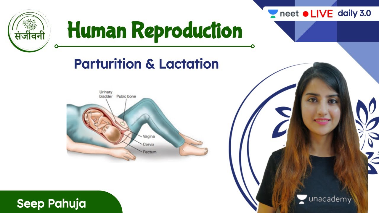 Parturition & Lactation | Human Reproduction | L12 | NEET 2022/23 ...