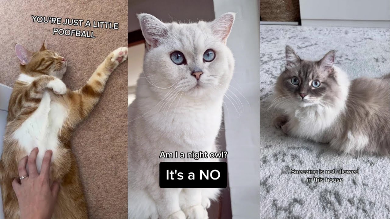 Cute cats for when you are stressed - YouTube