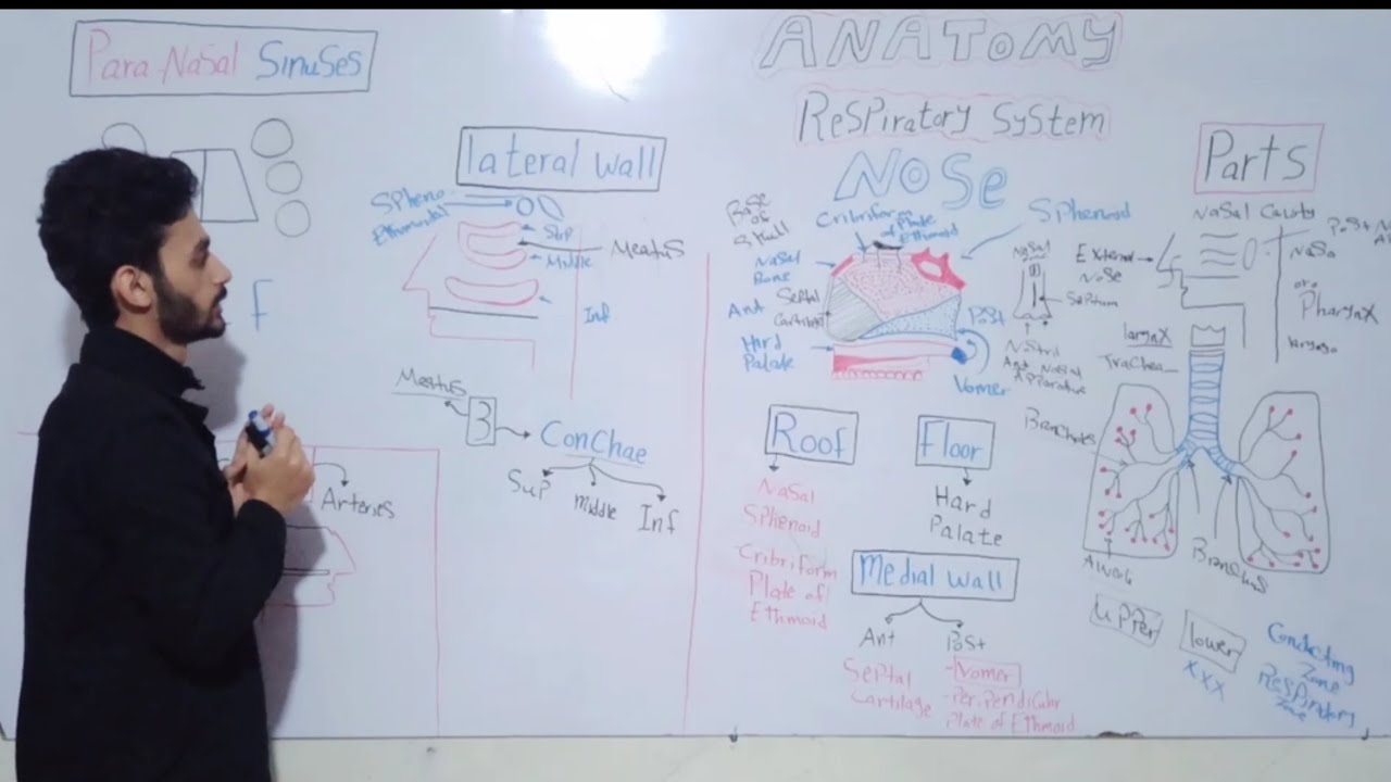 Anatomy Res . 1 ( Nose and para nasal sinuses) - YouTube