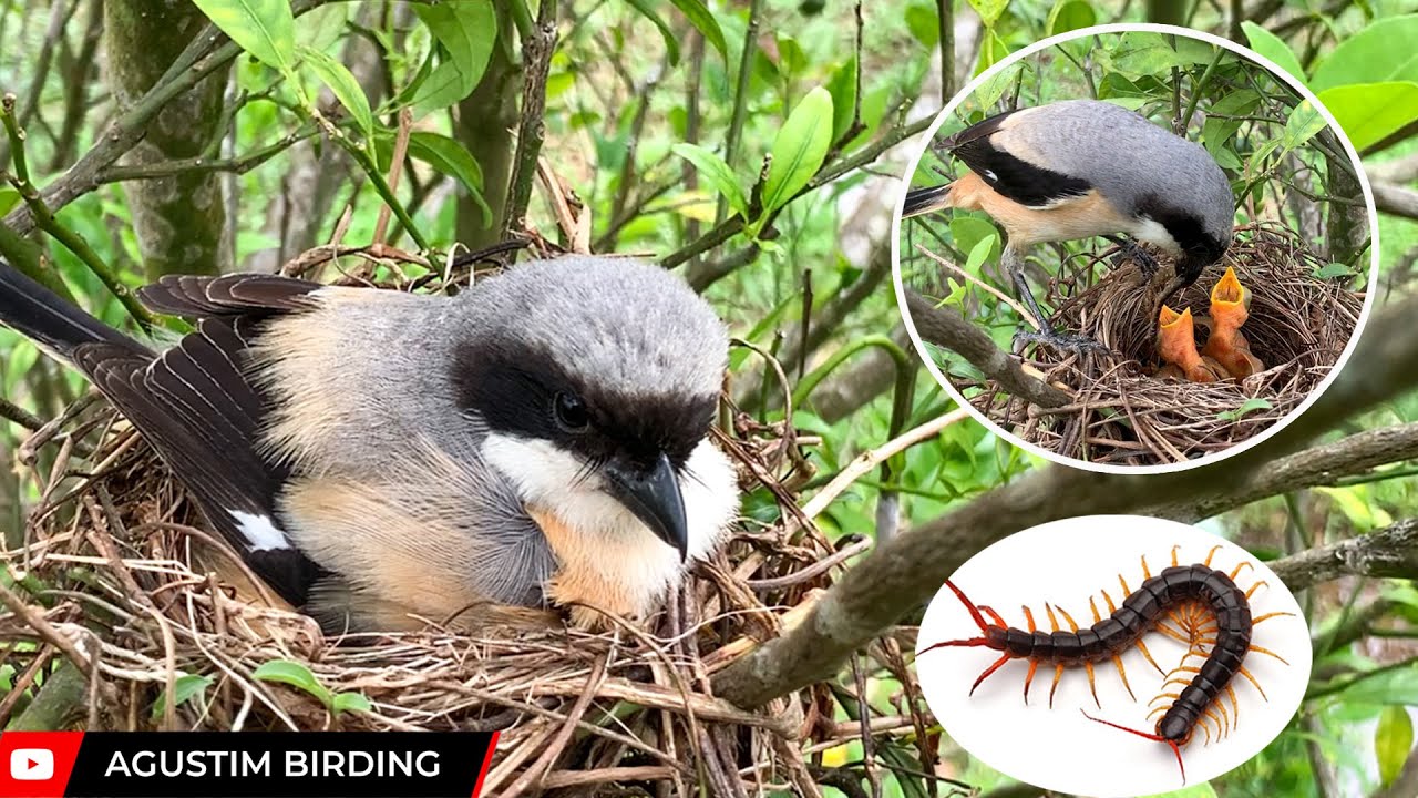 Baby birds eat centipedes - Long tailed shrike - YouTube