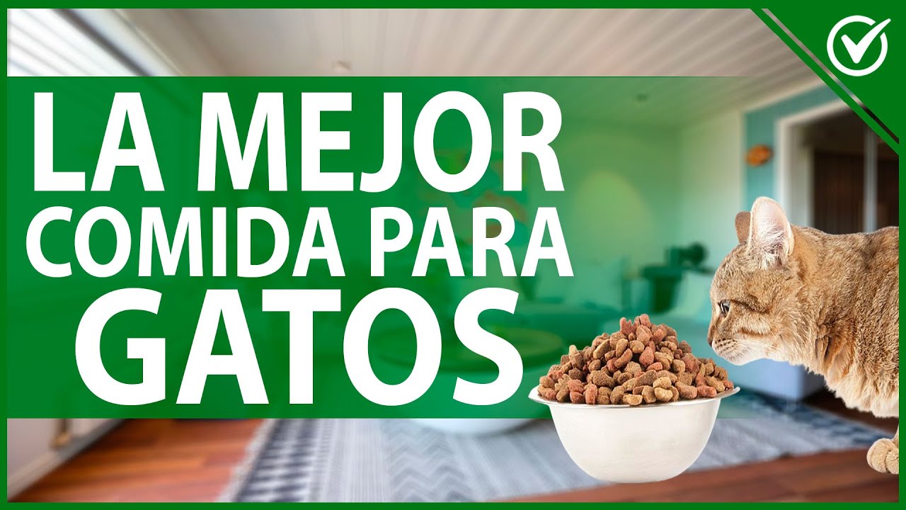 🐱 ¿Cuál es la Mejor Comida Para Gatos? El Mejor Alimento Para mi Gato 🐱 ...