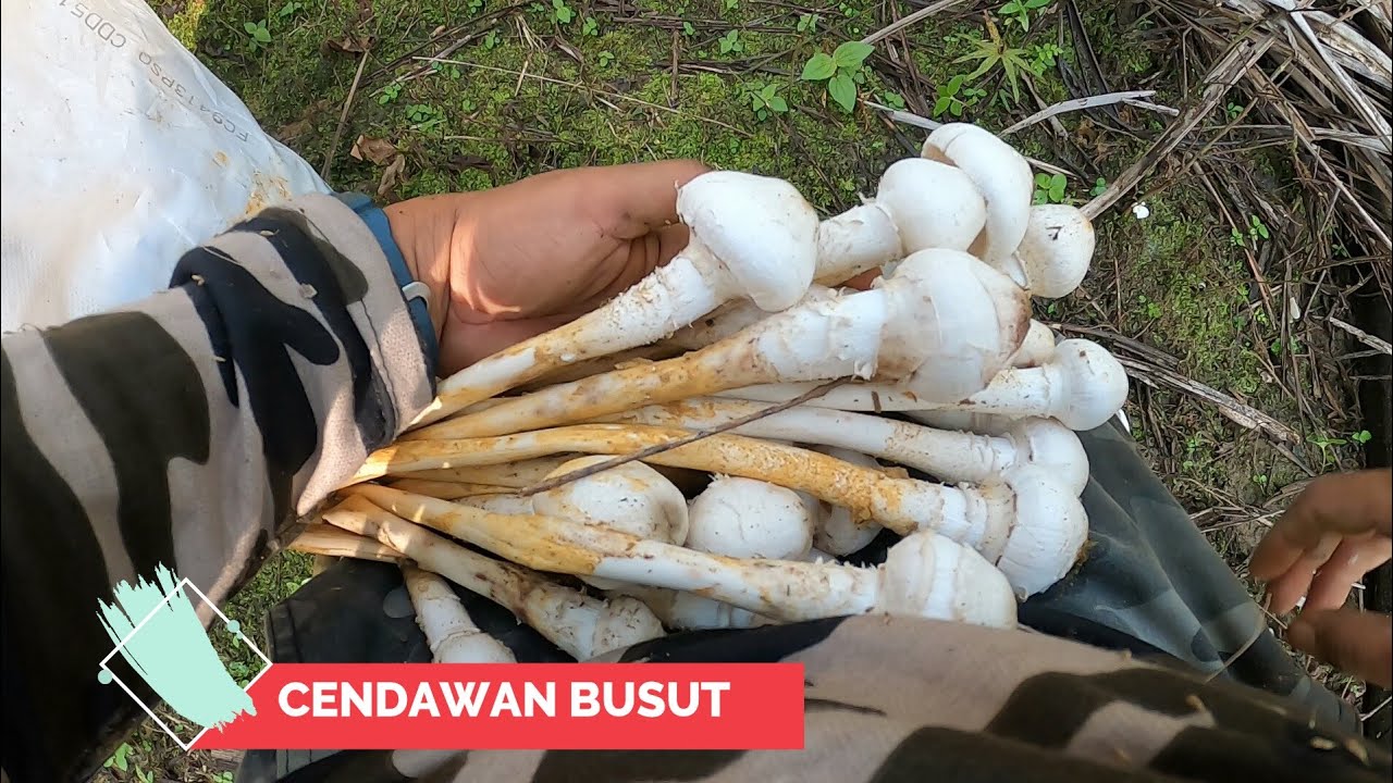 MENCARI CENDAWAN BUSUT part2 - YouTube