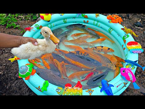 Mancing ikan cupang dikolam, ikan hias, ikan lele, ikan mas, kelinci, ayam, bebek, kura-kura.part491