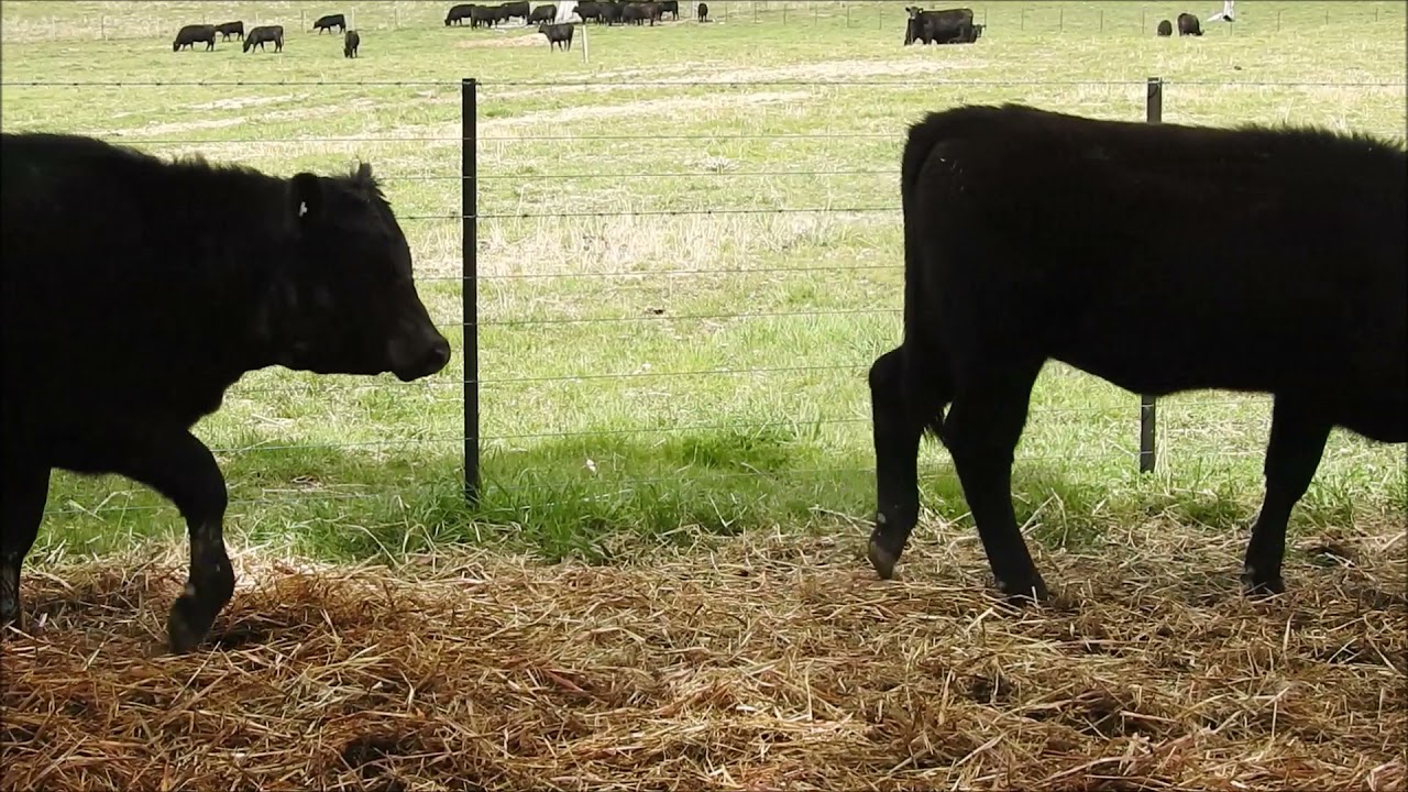 Williams & Jack Te Mania blood Unweaned Angus Heifers - YouTube