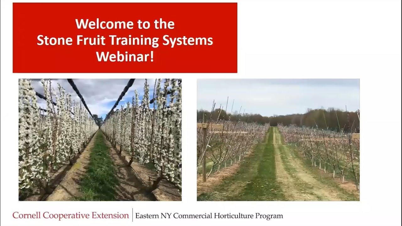 Modern Stone Fruit Training Systems webinar - YouTube