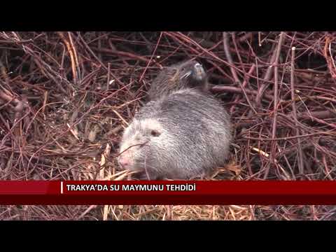 Trakya’da su maymunu tehdidi