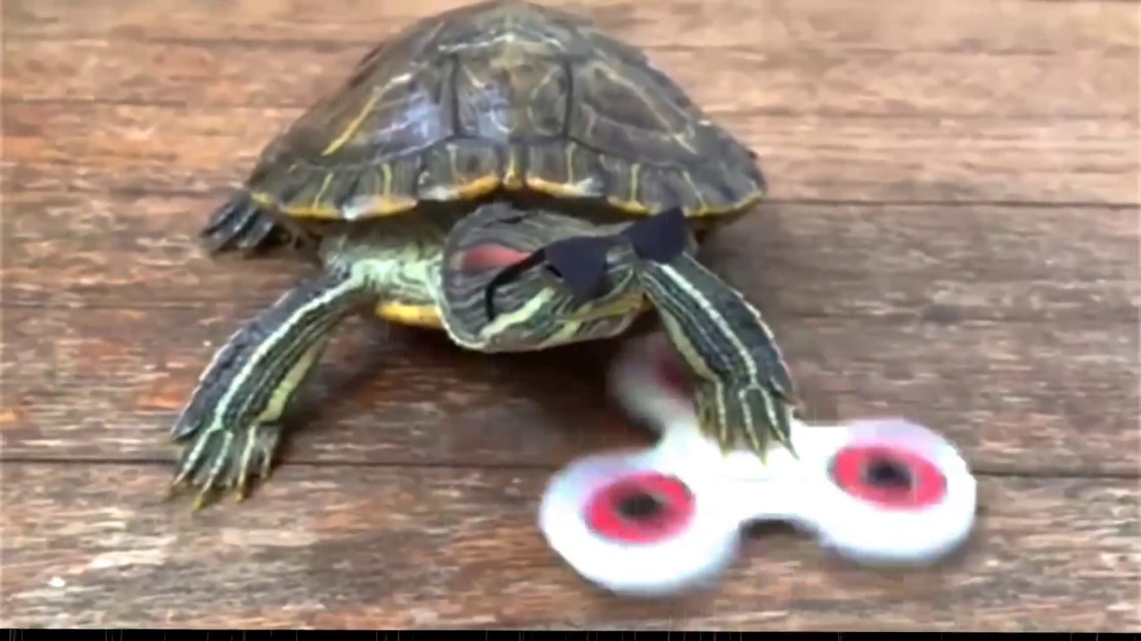 Dank Turtle (*Warning* Flashing Lights) - YouTube