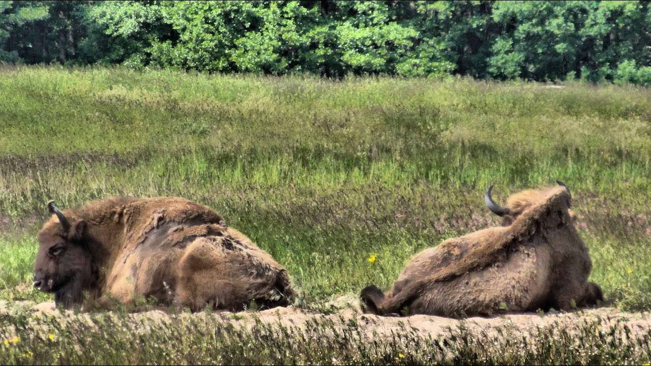 Das Wisent - European bison - YouTube