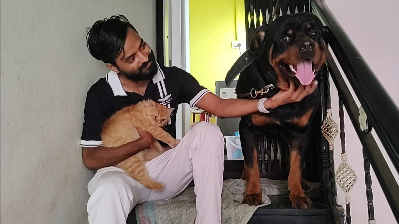 ||Revansidha Mandir🛕||&||Great bhet with Simba😺 and Jo🐶|| - YouTube