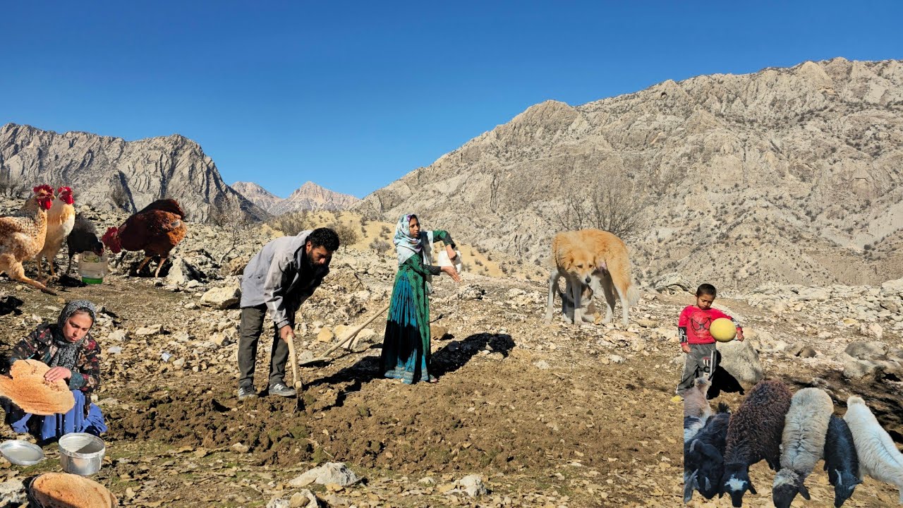 Nomadic Life: Growing Barley for the Nomadic Family's Goats and ...
