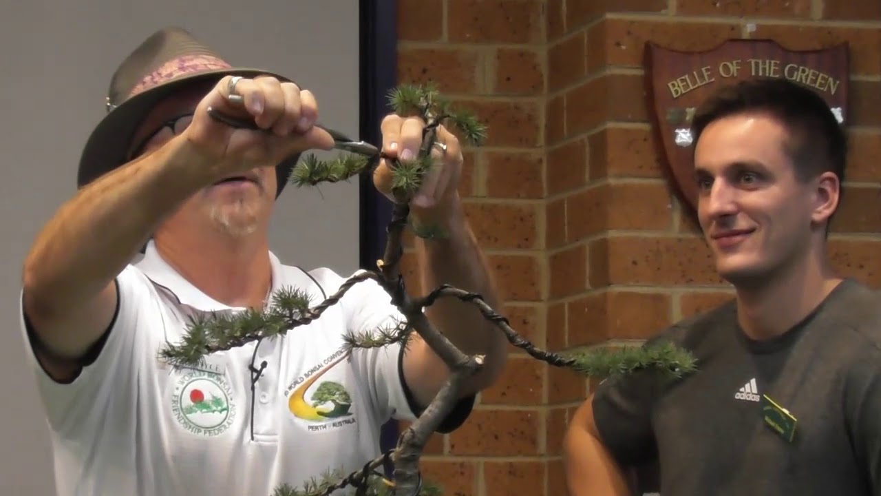 Bonsai Northwest Melbourne Cedar Bonsai demonstration by Shane Boyce ...