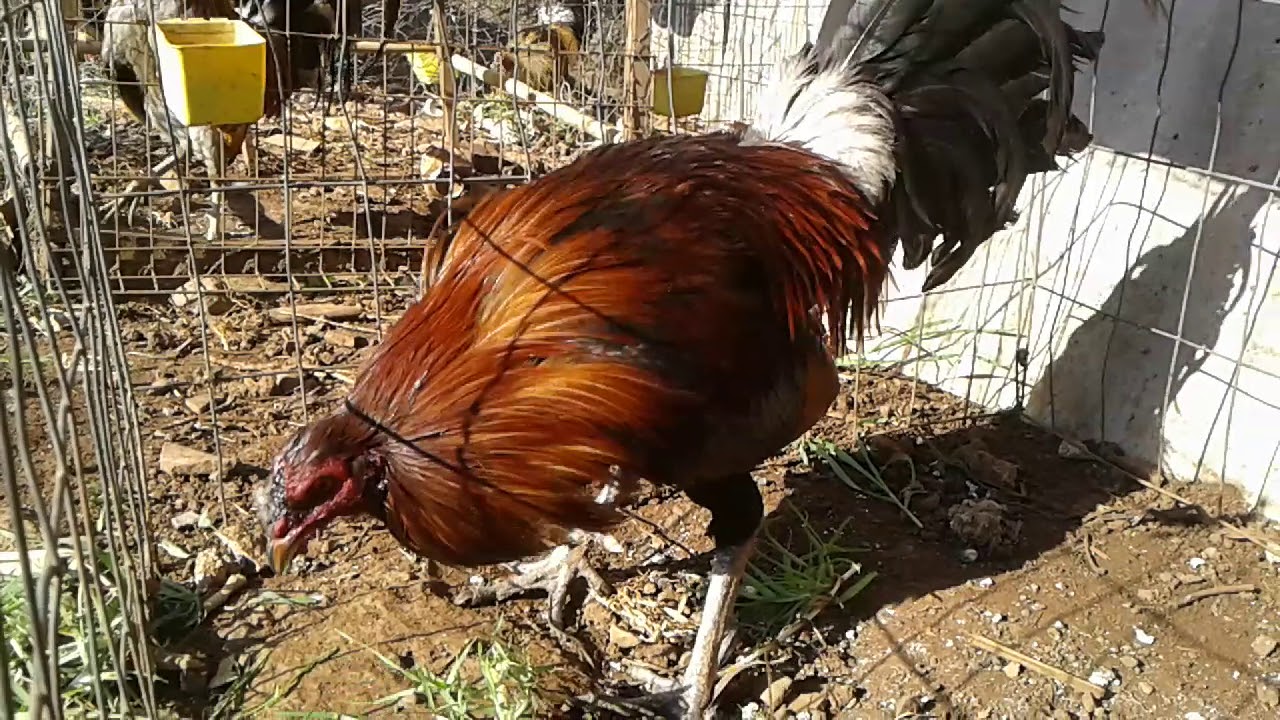 pollo hatch ya descrestado - YouTube