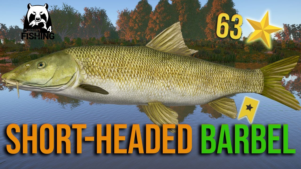 WHAT! Short-Headed Barbel Trophy at Akhtuba River - Russian Fishing 4 # ...