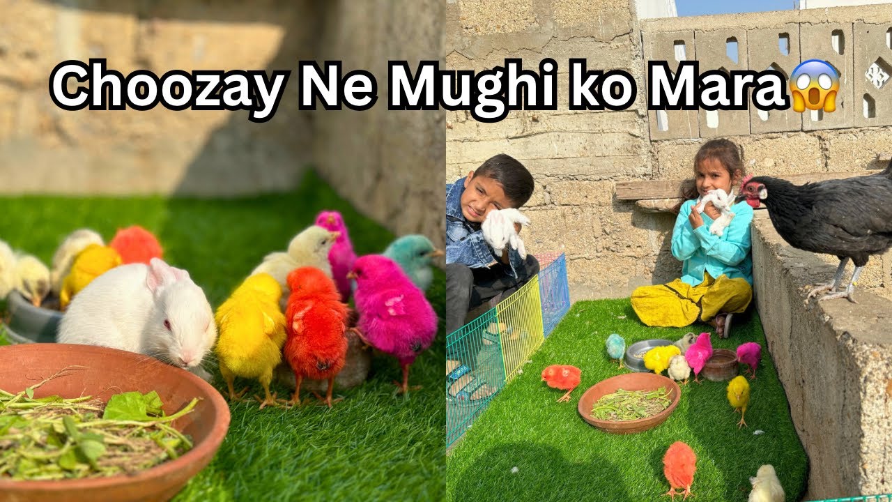 Mini Zoo Main Rabbits Choozo Ko Chor Kar Seb Ka Reaction Check kiya ...