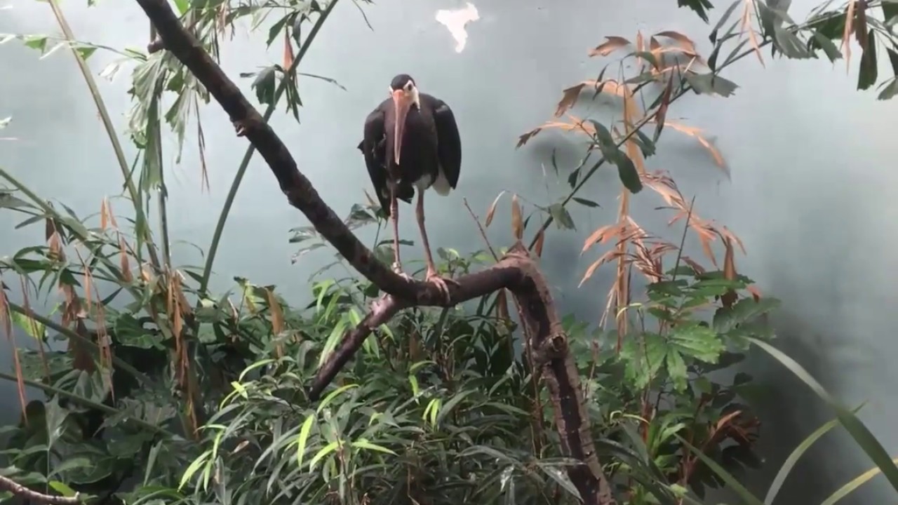 Storm's Stork - YouTube