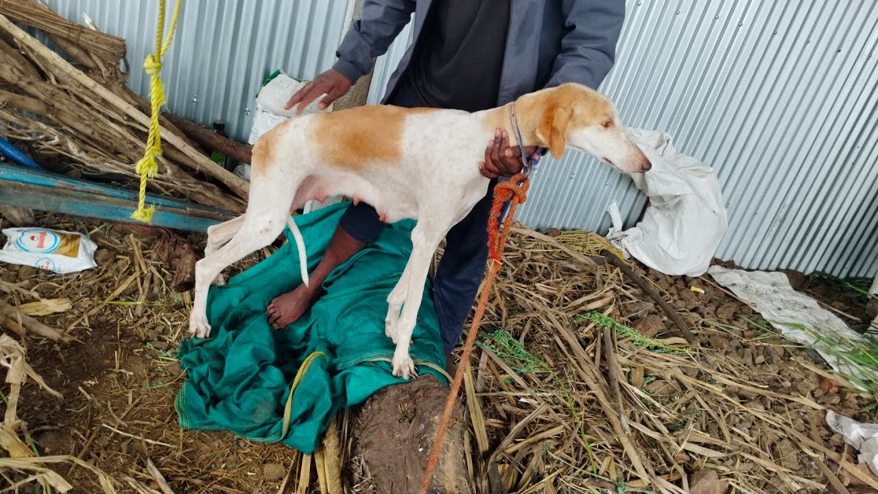 Quality Mudhol hound puppies available 8762722679 location Bagalkot ...