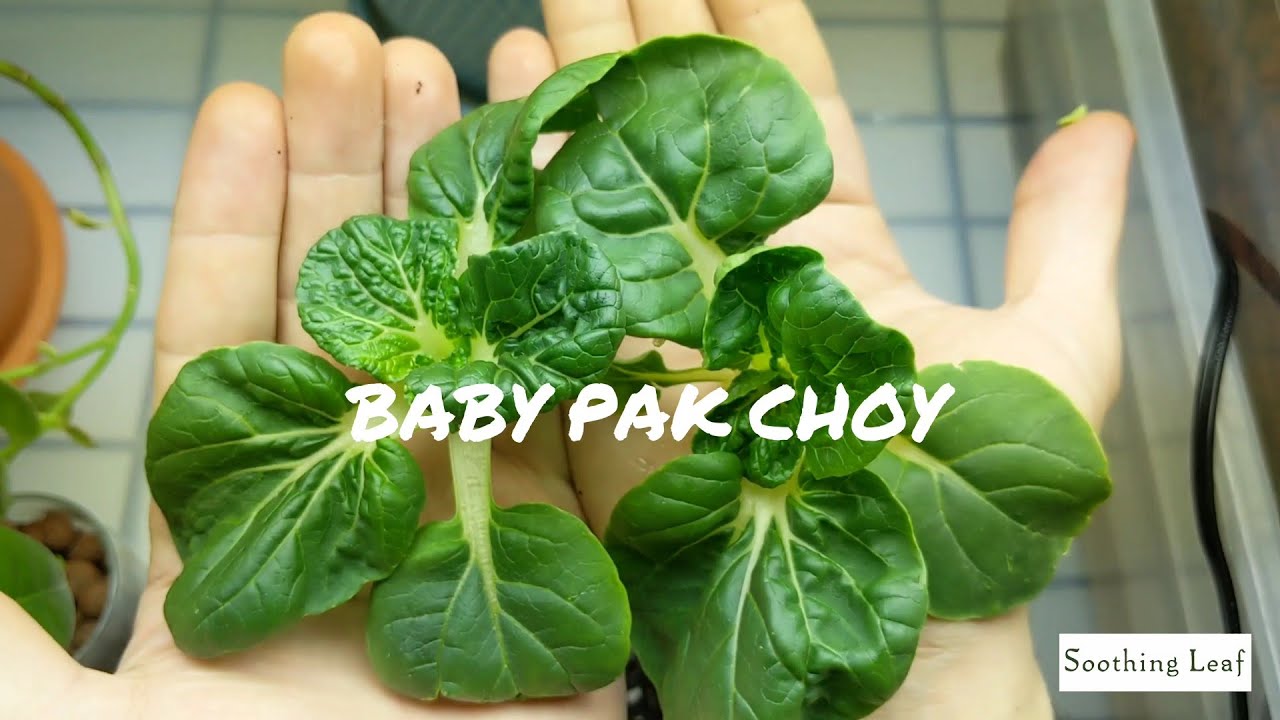 UPDATE: My First Mini Harvest For 2020!! | Baby Pak Choy | Hydroponic ...
