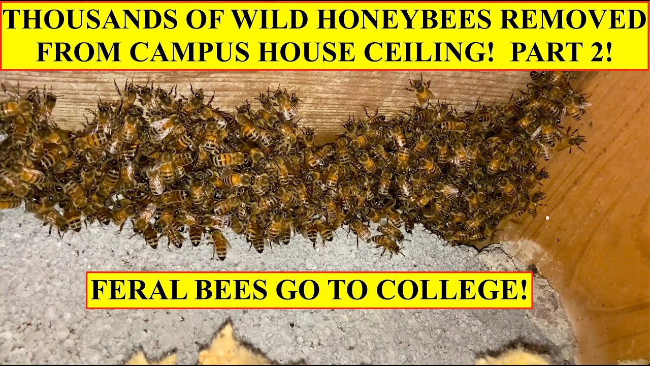 THOUSANDS OF HONEYBEES REMOVED FROM HOUSE CEILING! PART 2 - COMPLEX BEE ...