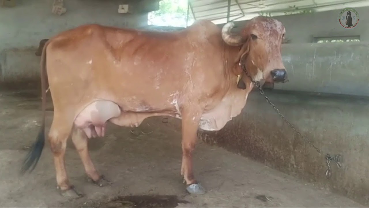 World Famous Gujrat's #Gir_Cow & Bull વિશ્વવિખ્યાત ગુજરાતની ગીર ગાય ...