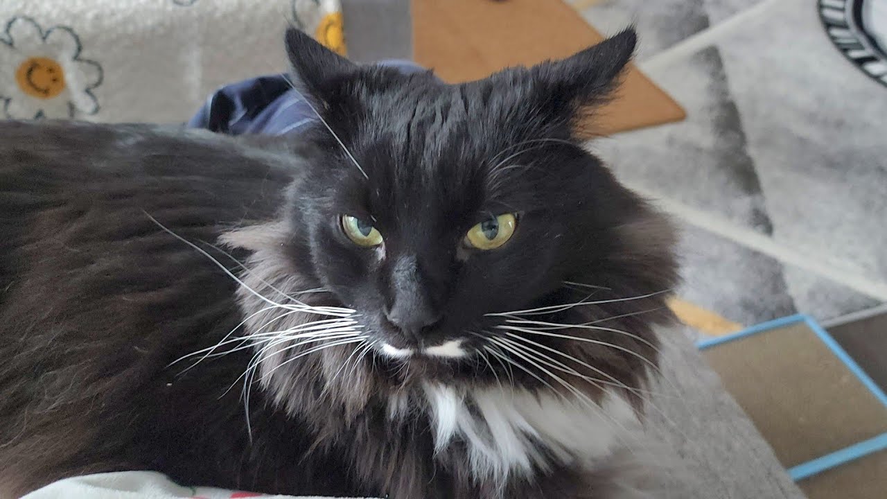 Baby turns into a purring machine the moment he gets cuddles - YouTube