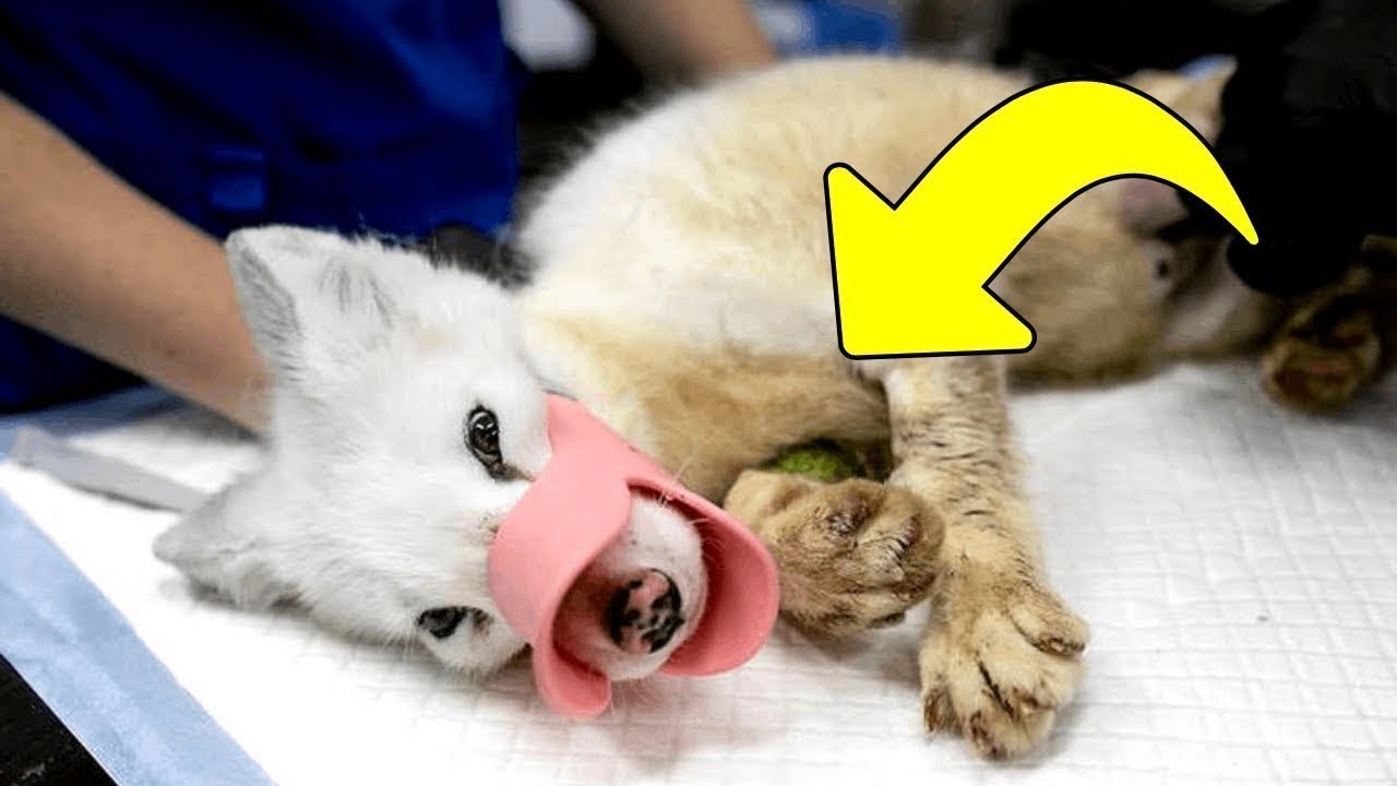 Rescuers Who Save Fox From A ‘Fur Farm’ Soon Discover A More ...