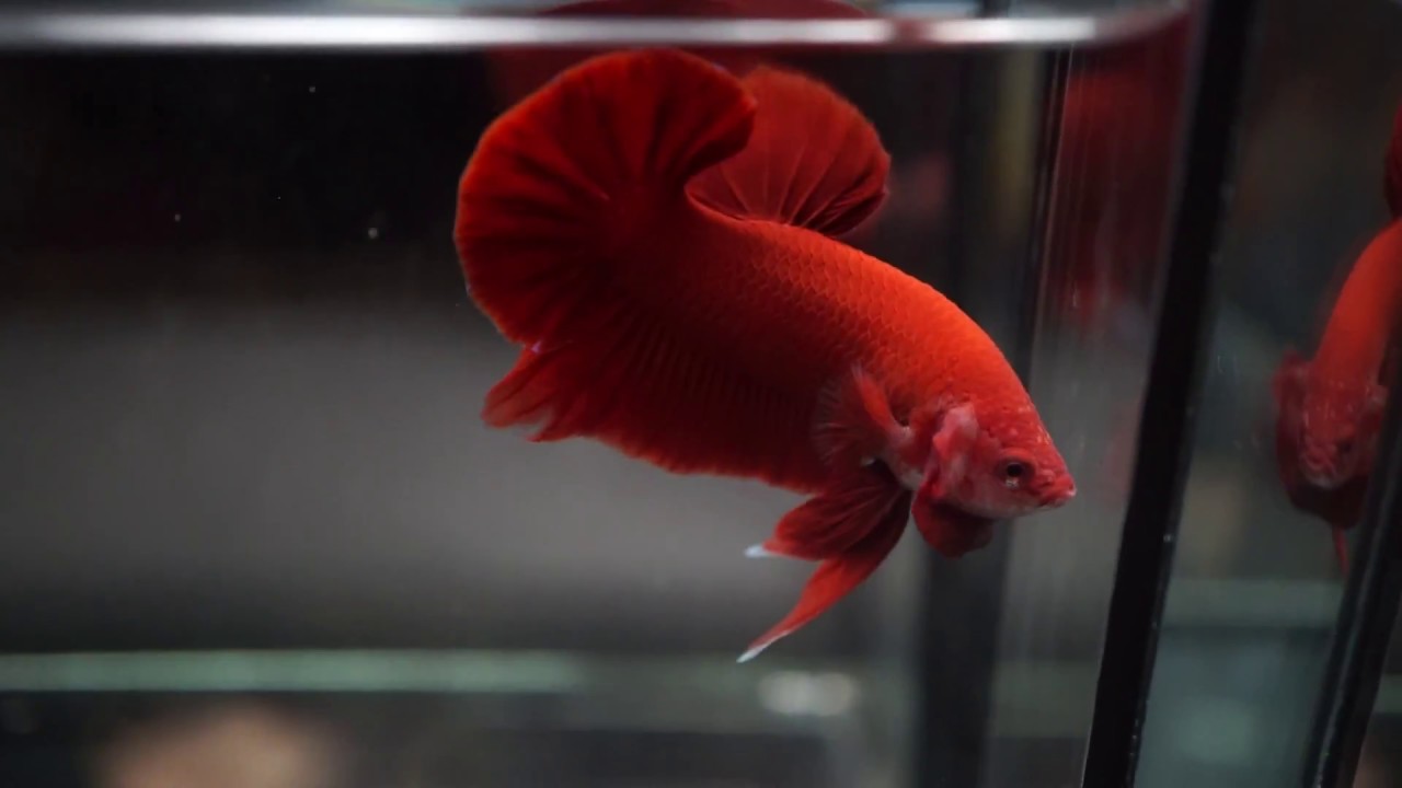 Solid Color SUPER RED Halfmoon Plakat HMPK Betta - YouTube