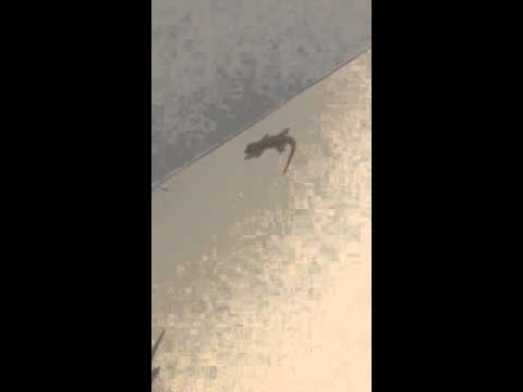 Geckos Doing a Tail Dance and Chirping - YouTube