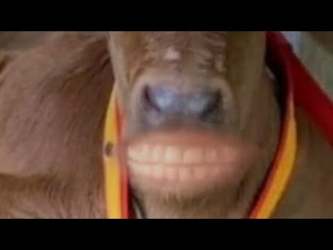 new funny face video funny cartoon new face video funny comedy videos ...