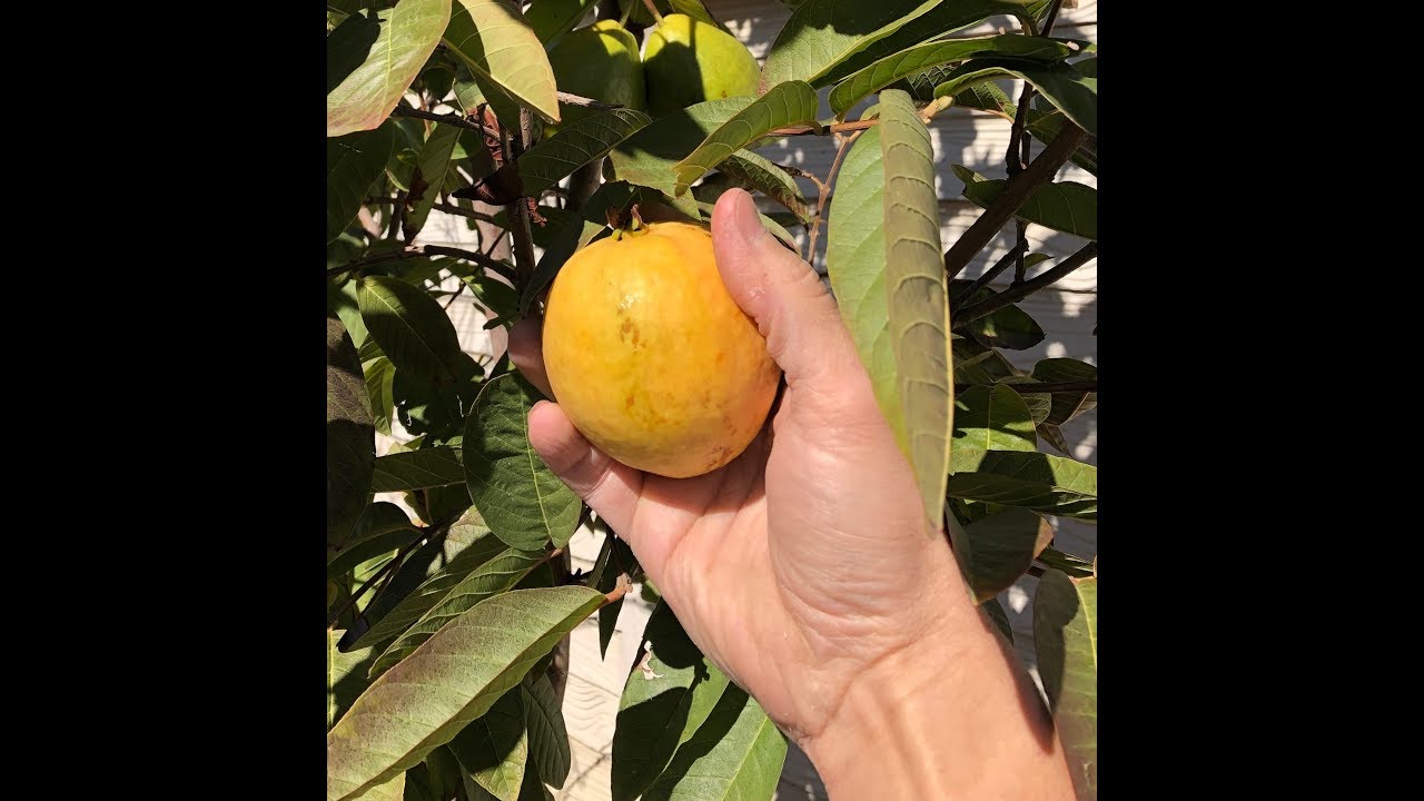 Different Guava varieties - YouTube
